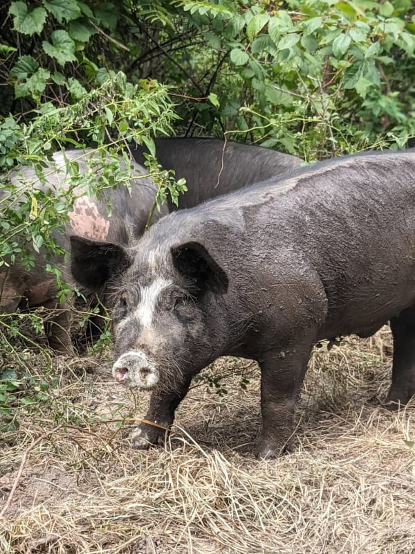 ROOTIN' WITH THE PIGS – Back to Nature Farms